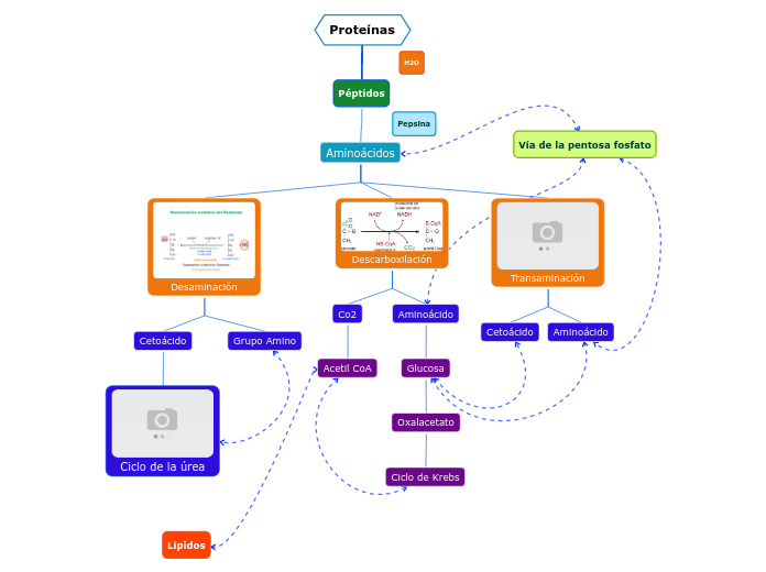 Proteínas - Mind Map